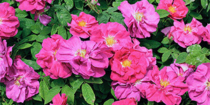 WHAT IS ROSA GALLICA FLOWER EXTRACT? – Pevonia UK
