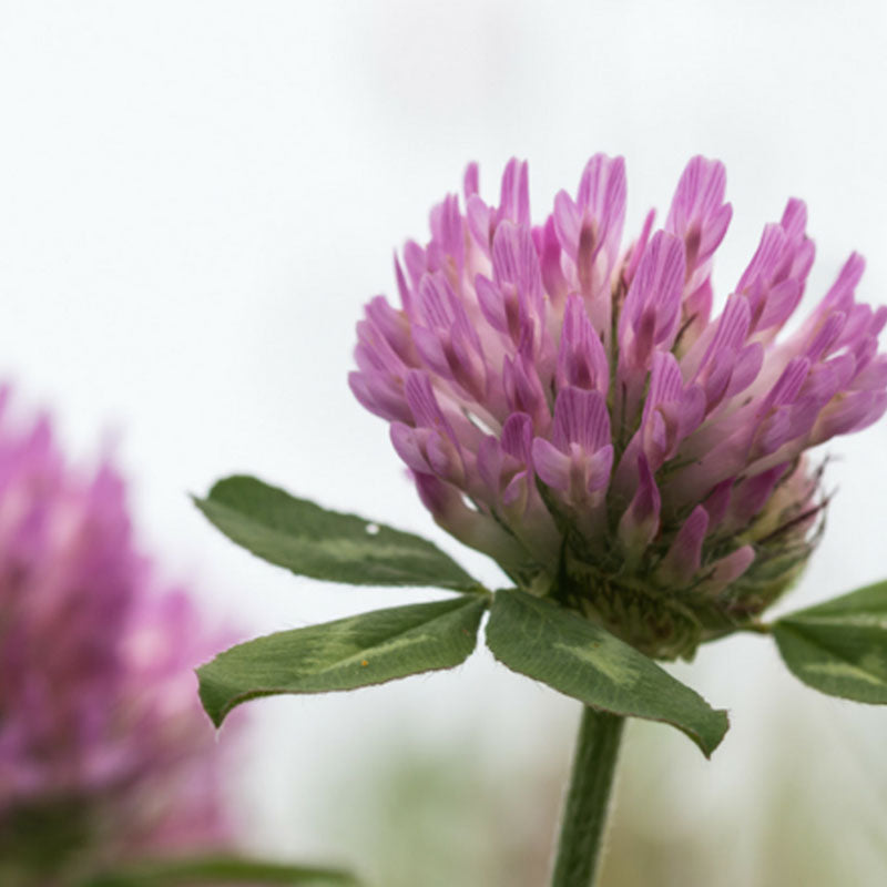 Trifolium Pratense (Red Clover) Flower Extract – Pevonia UK