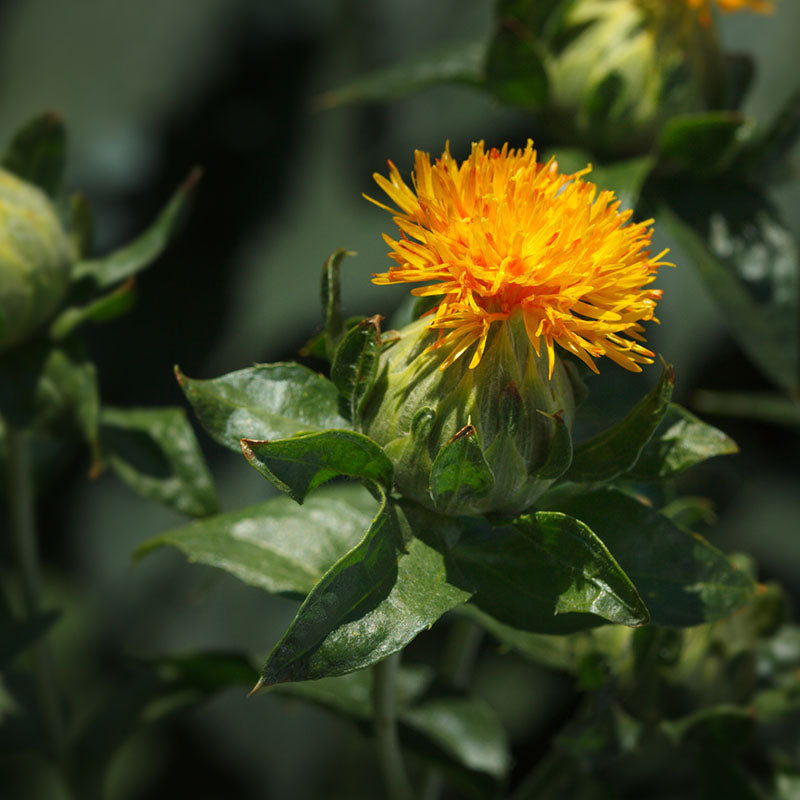 Carthamus Tinctorius (Safflower) Seed Oil – Pevonia UK